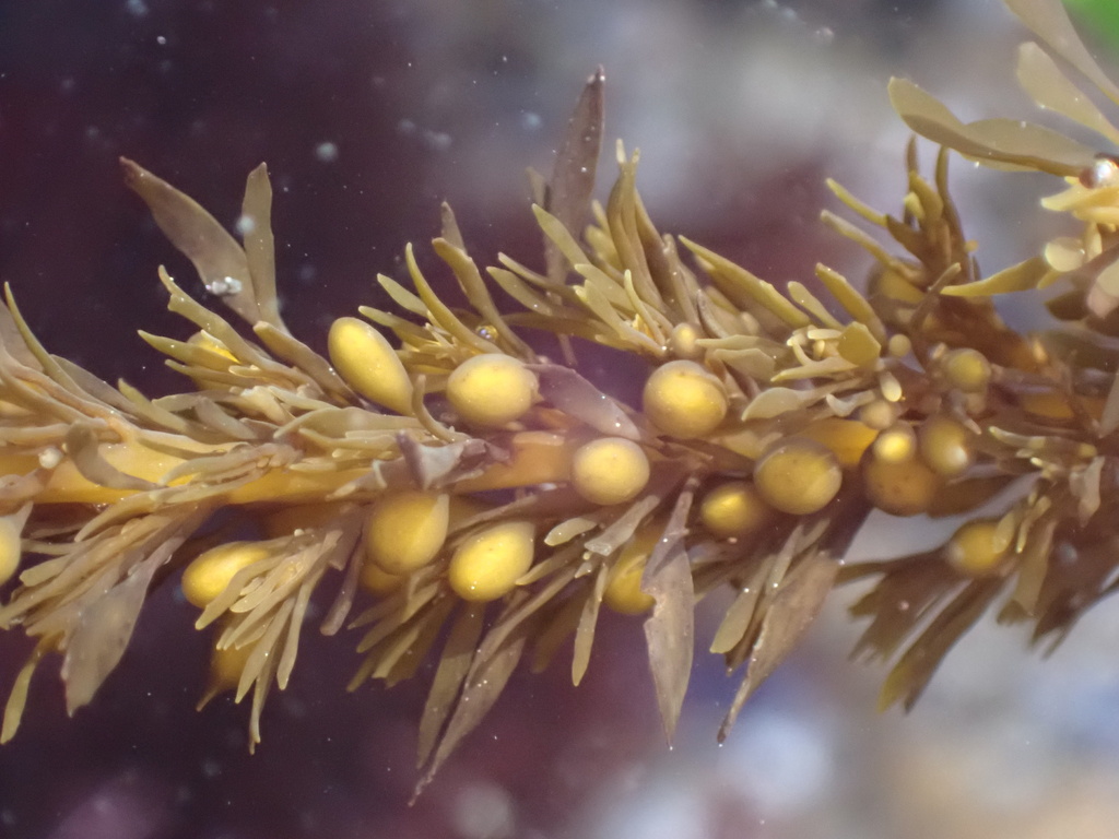 Japanese Wireweed from Newport Bay, Newport Beach, CA, US on January 21 ...