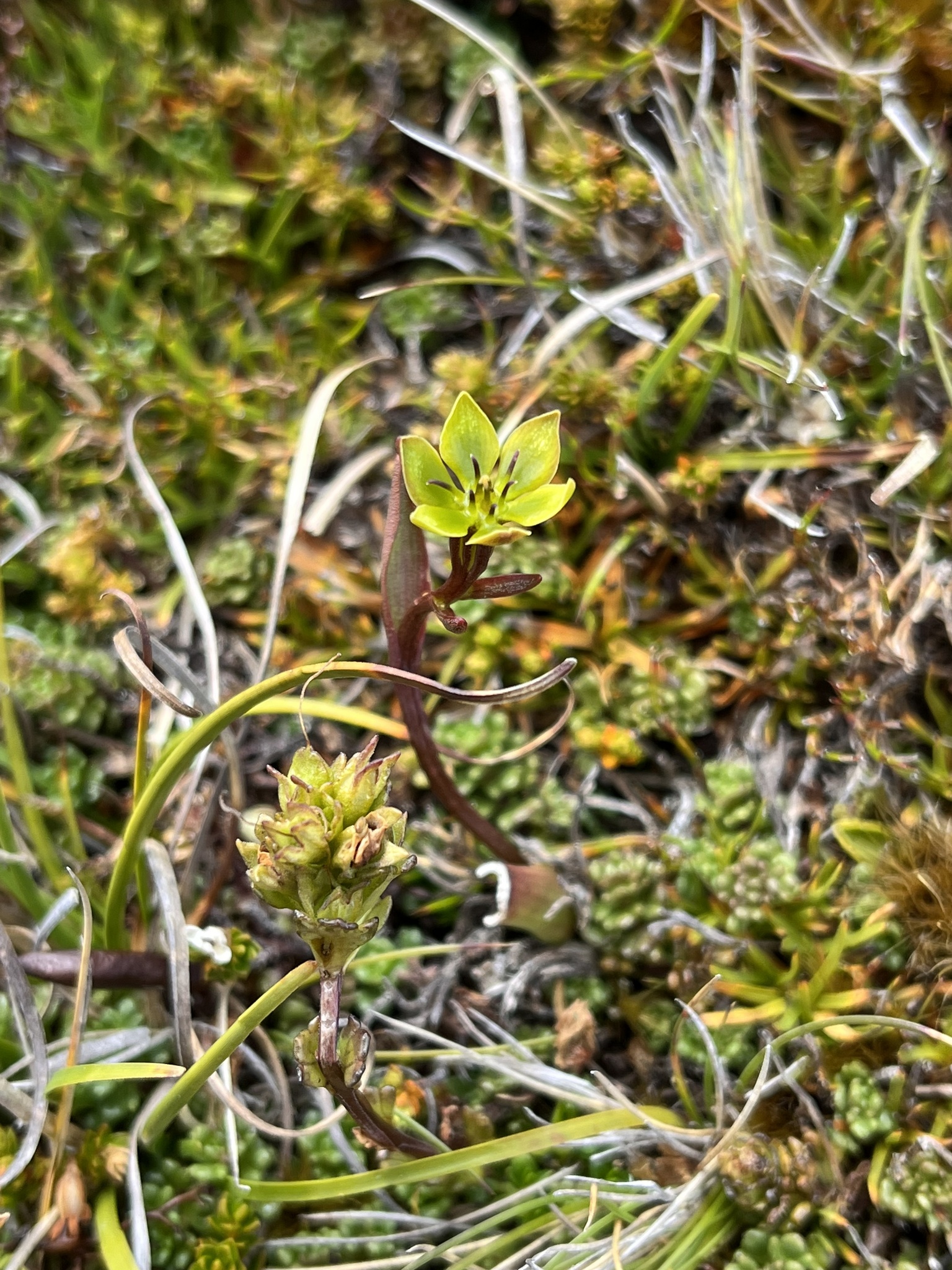 Campynema lineare Labill.