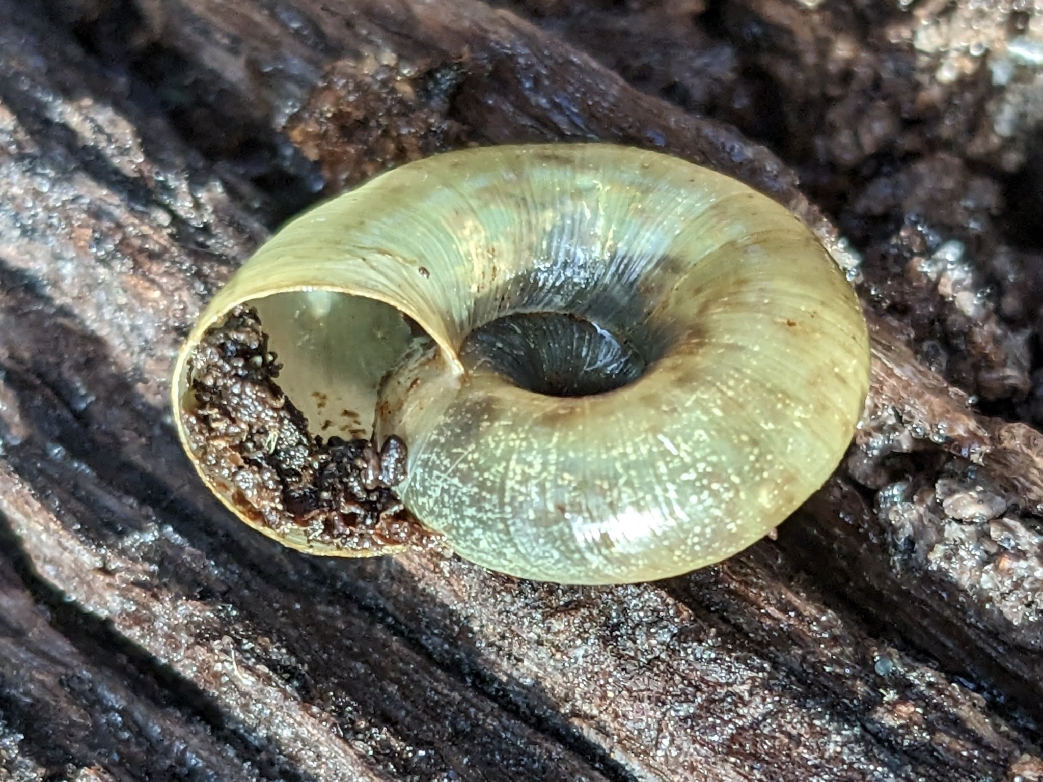 Haplotrema Ancey, 1881