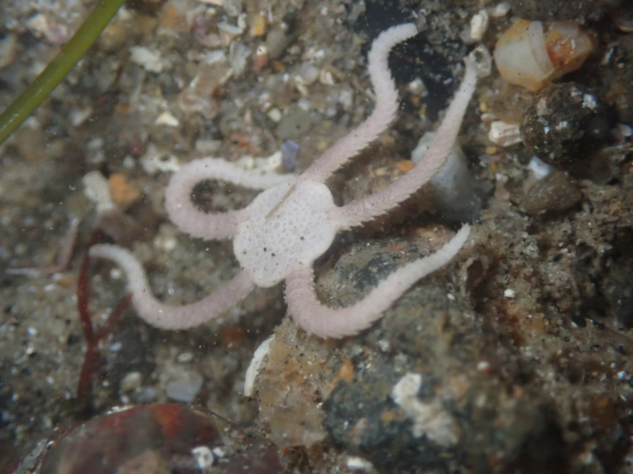 Ophioplocus Lyman, 1861