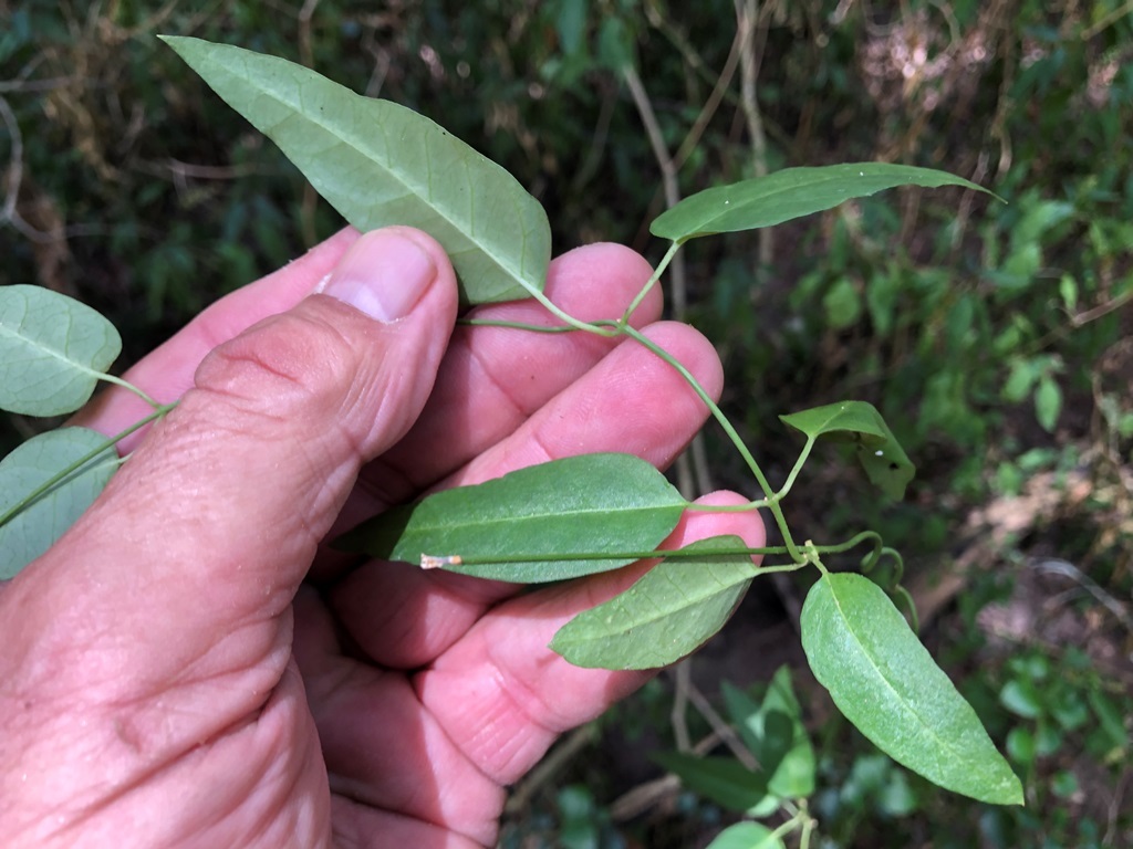 Secamone elliptica R.Br.