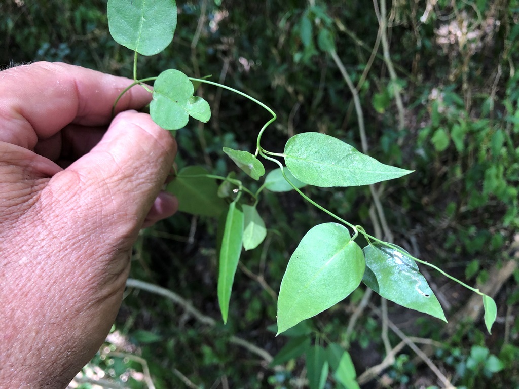 Secamone elliptica R.Br.