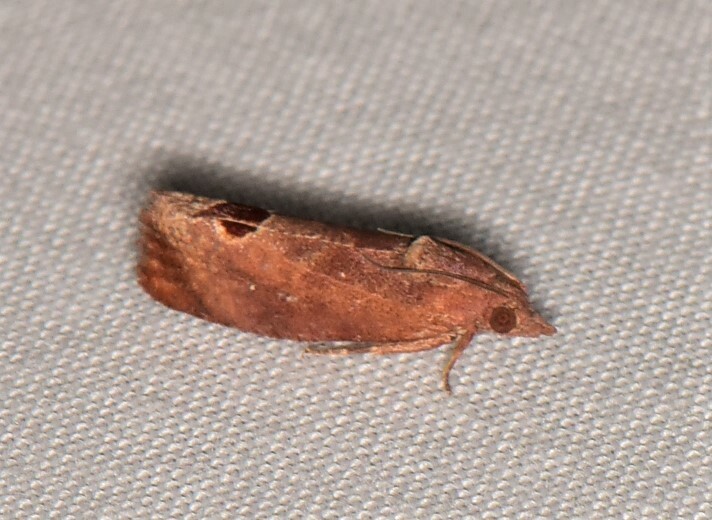 Cryptophlebia ombrodelta (Lower, 1898)