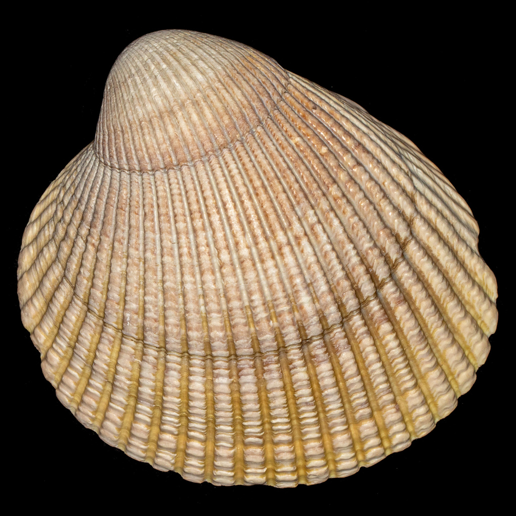 Nuttall's Cockle (Bivalves of the United States Pt.1) · iNaturalist