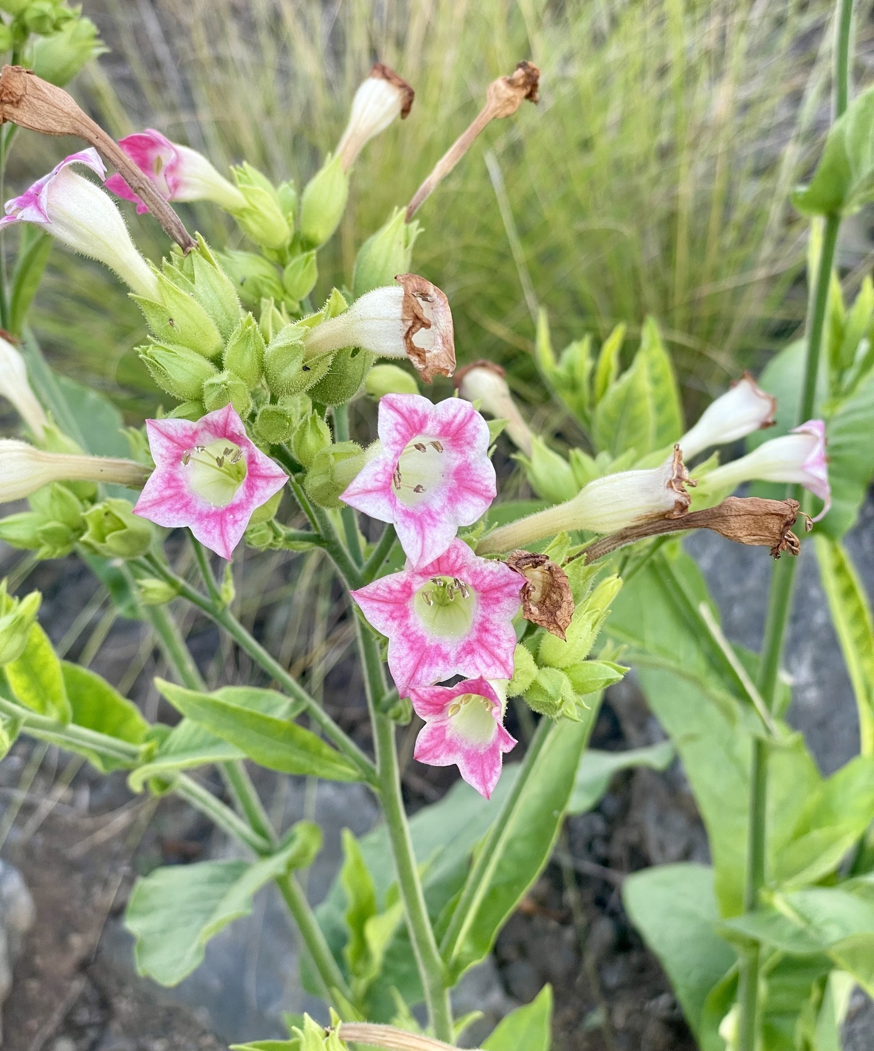 Nicotiana tabacum L.