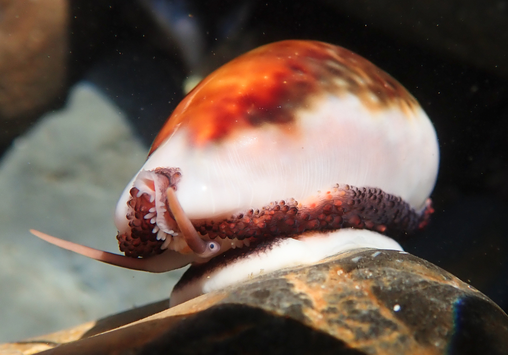 Chestnut Cowry from Los Angeles County, CA, USA on January 21, 2023 at ...