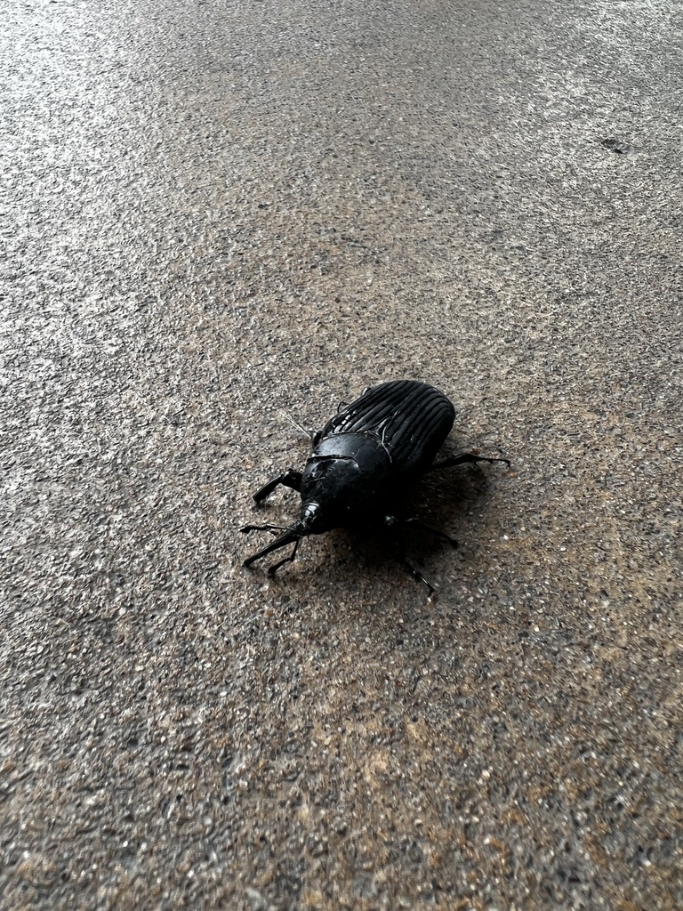 South American Palm Weevil from San Diego International Airport, San ...