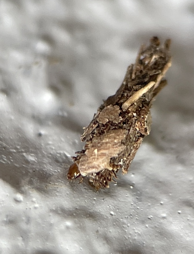 Bagworm Moths from Casuarina Dr, Frankston South, VIC, AU on January 22 ...
