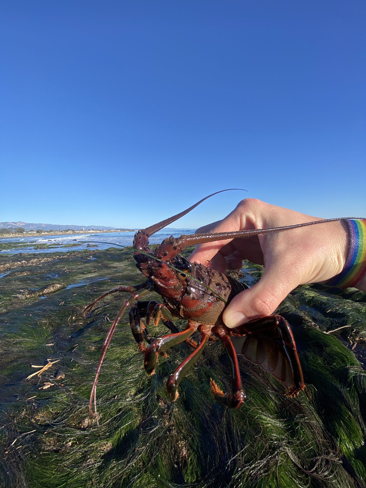 Panulirus interruptus (J.W.Randall, 1840)