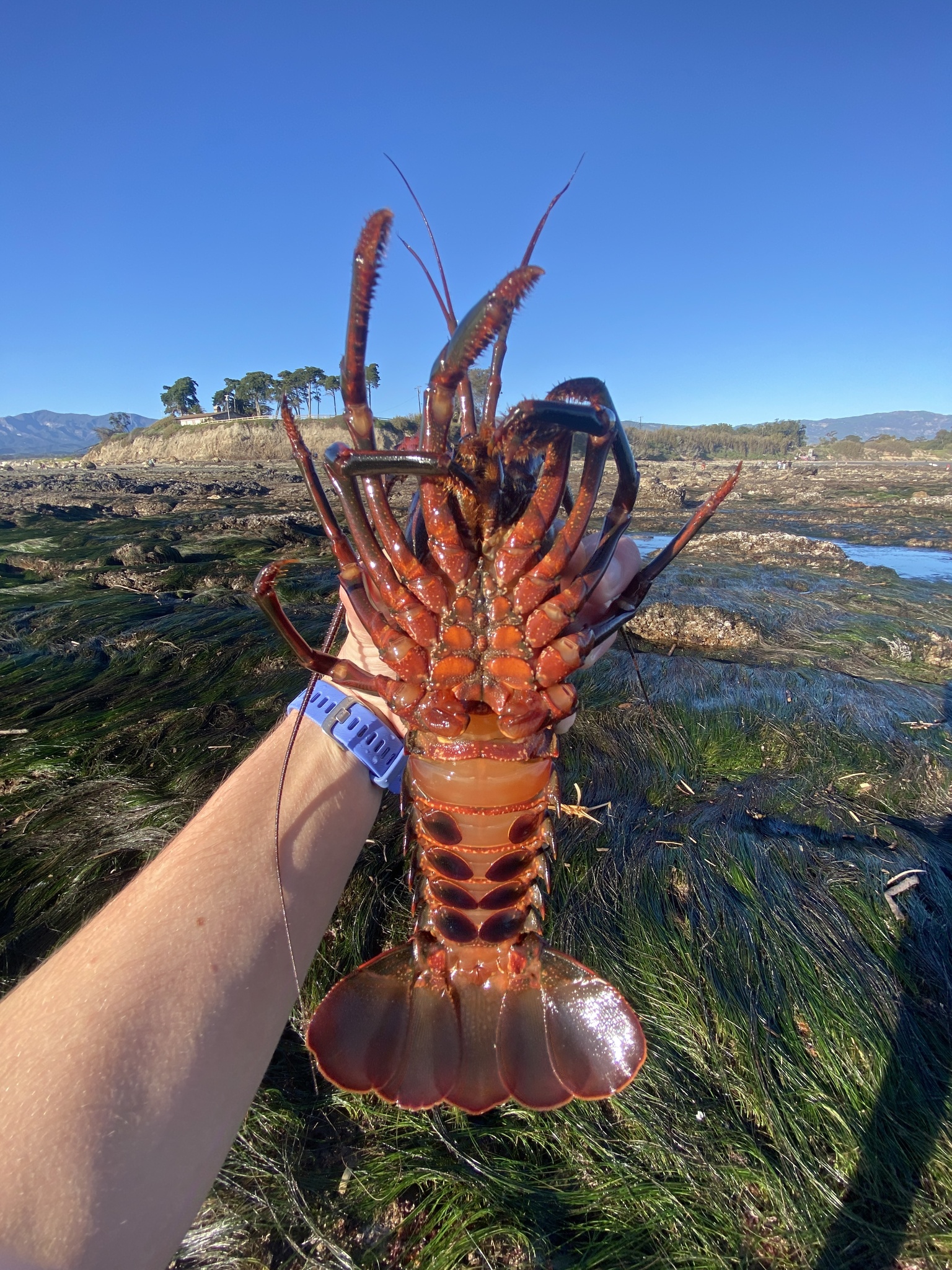 Panulirus interruptus (J.W.Randall, 1840)