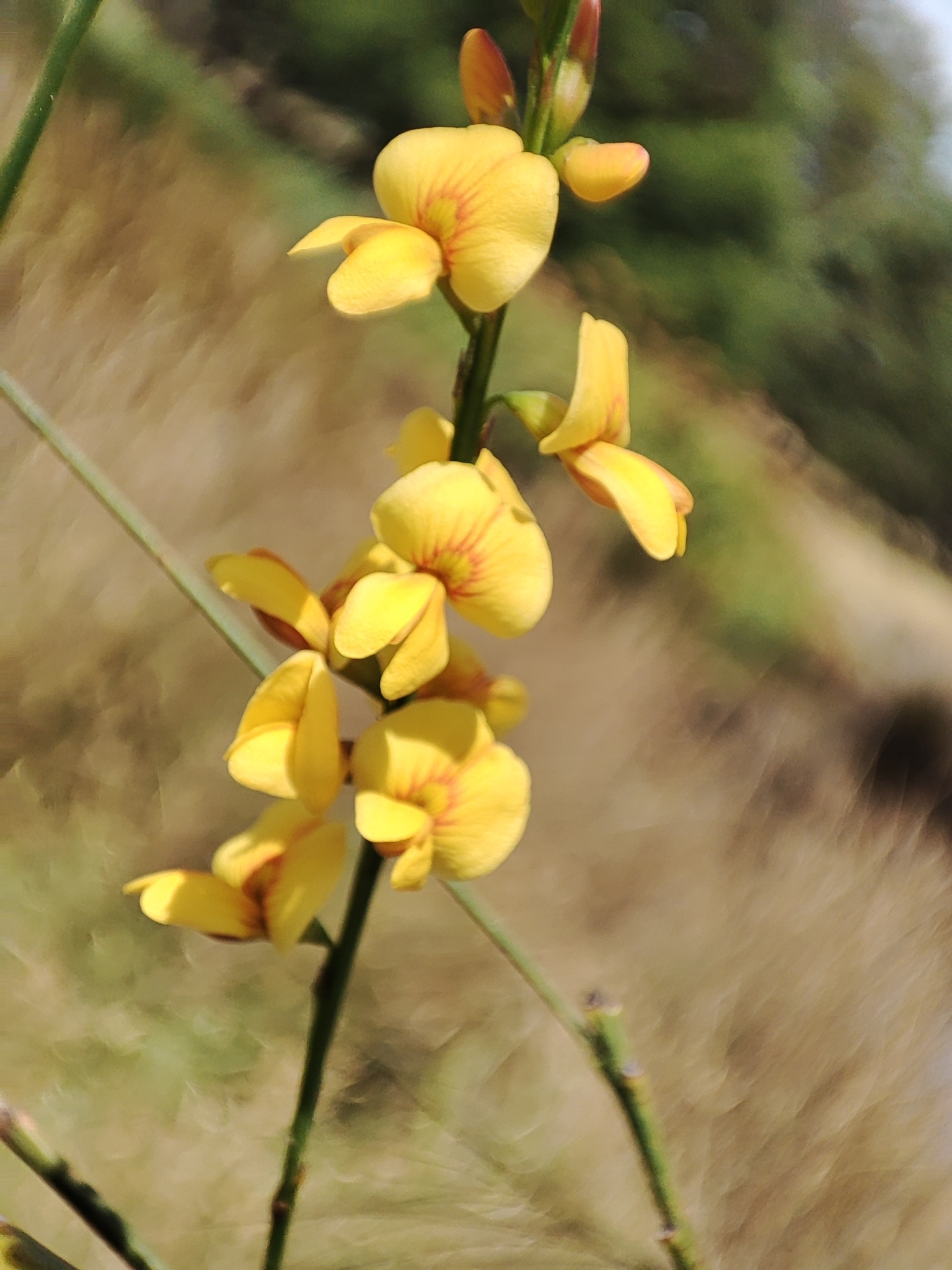 Viminaria juncea (Schrad.) Hoffmanns.