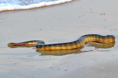 Beaked Sea Snake (Hydrophis schistosus) - Snakes and Lizards