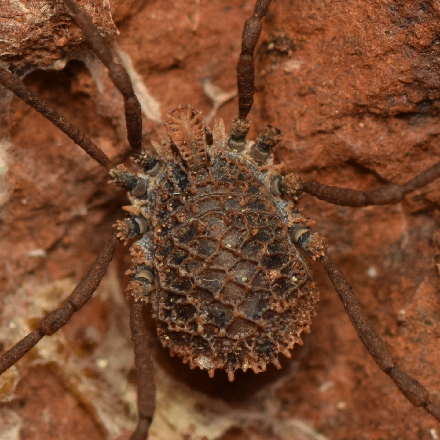 Nemastomatidae