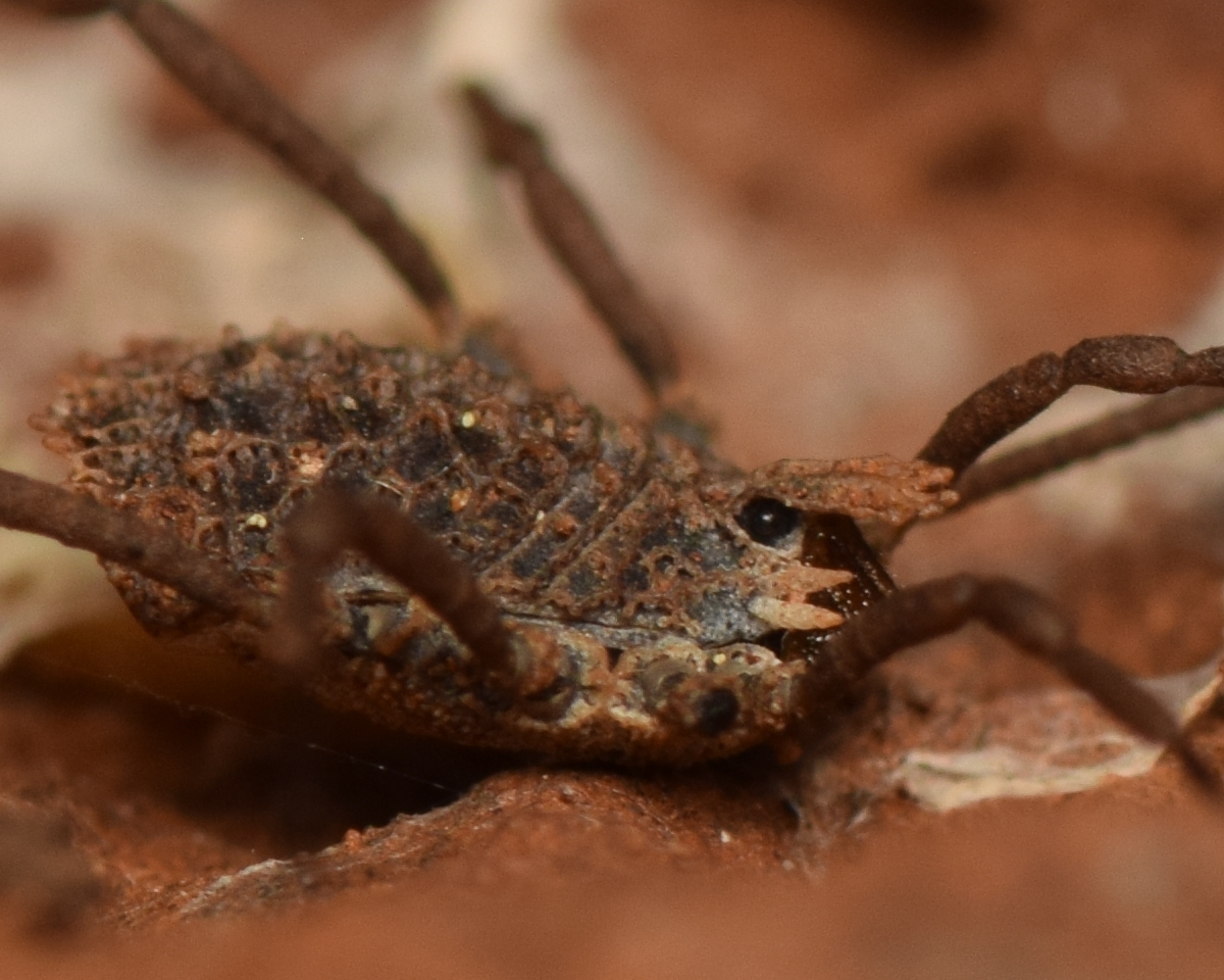 Nemastomatidae
