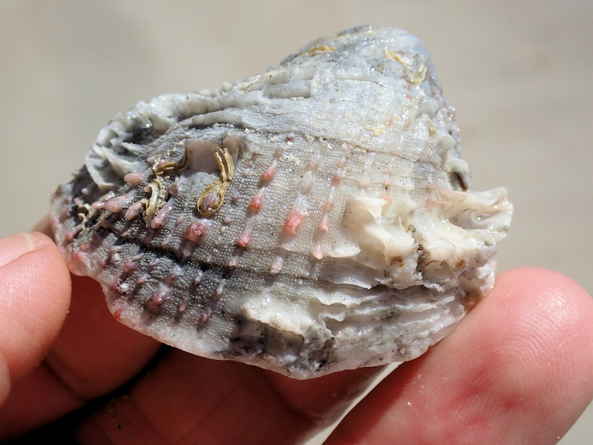 Spondylidae