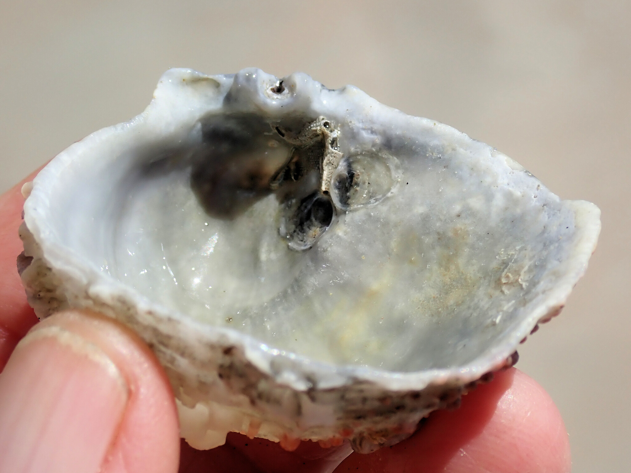 Spondylidae