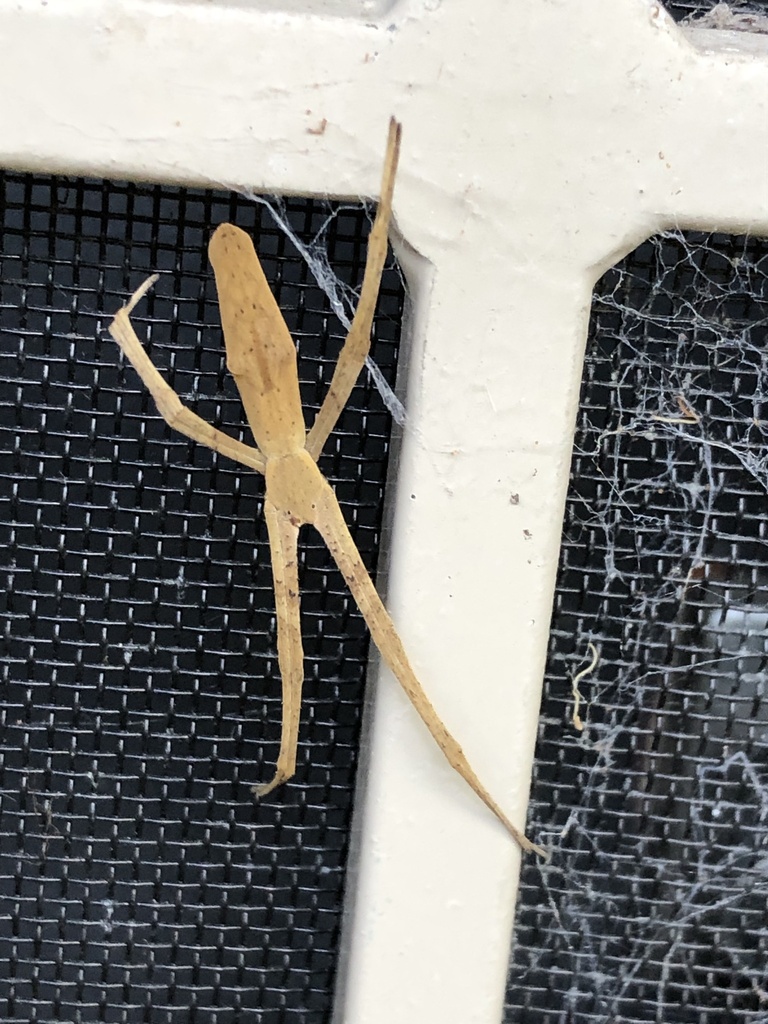 Rufous Net-casting Spider from Tulkara Grove, Vermont, VIC, AU on ...