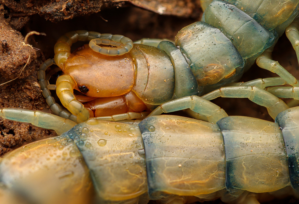 Common Desert Centipede from Superstition Mountains, Superior, AZ, US ...
