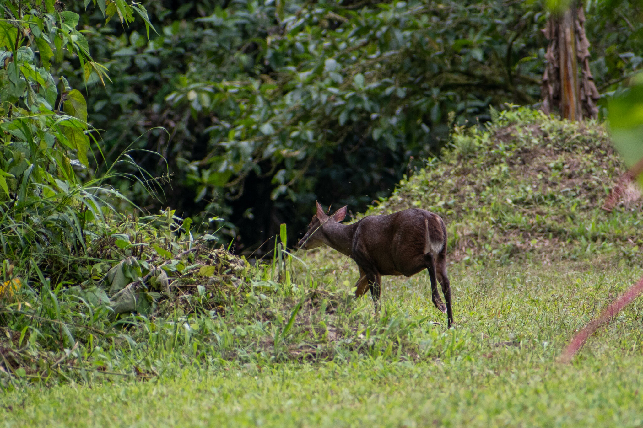 Mazama americana (Erxleben, 1777)