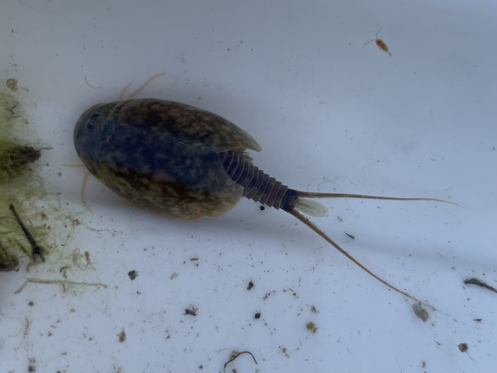 Vernal Pool Tadpole Shrimp in January 2023 by Michael A. Voeltz ...