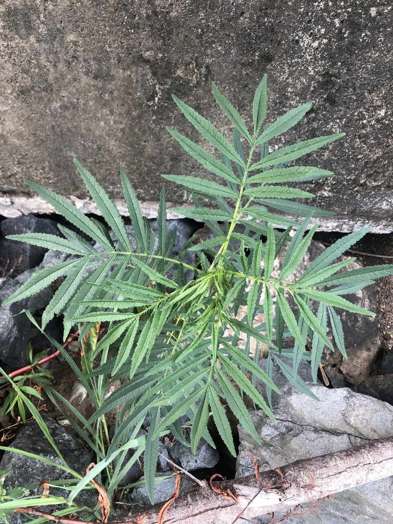 wild marigold from Fig Trees Walking Tk, Cambroon, QLD, AU on January ...