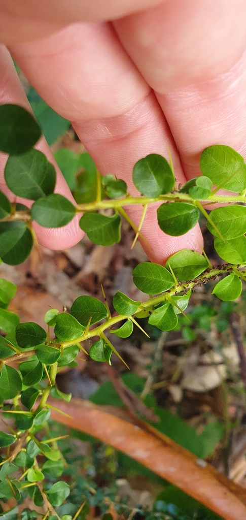 Cockspur Thorn from Mount Mee QLD 4521, Australia on January 22, 2023 ...