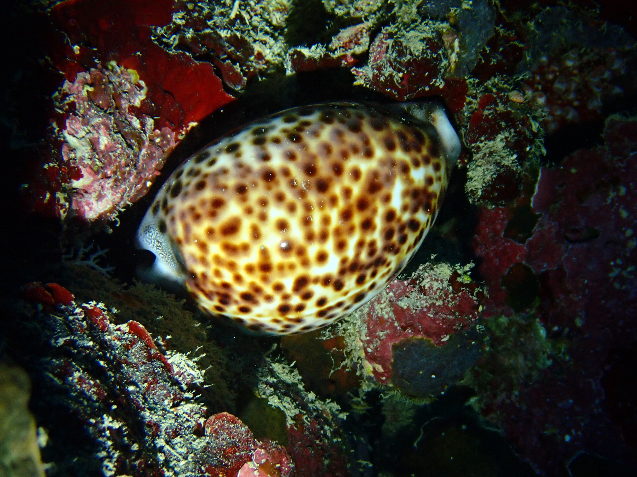 Cypraea Linnaeus, 1758