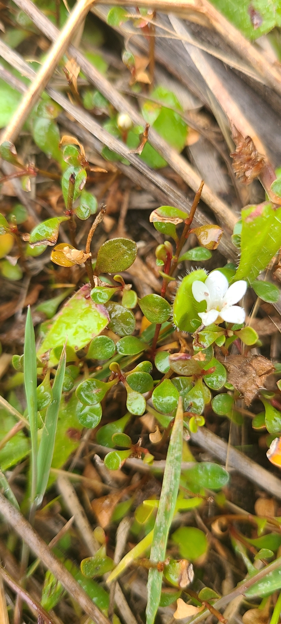 Samolus repens (J.R. & G.Forst.) Pers.