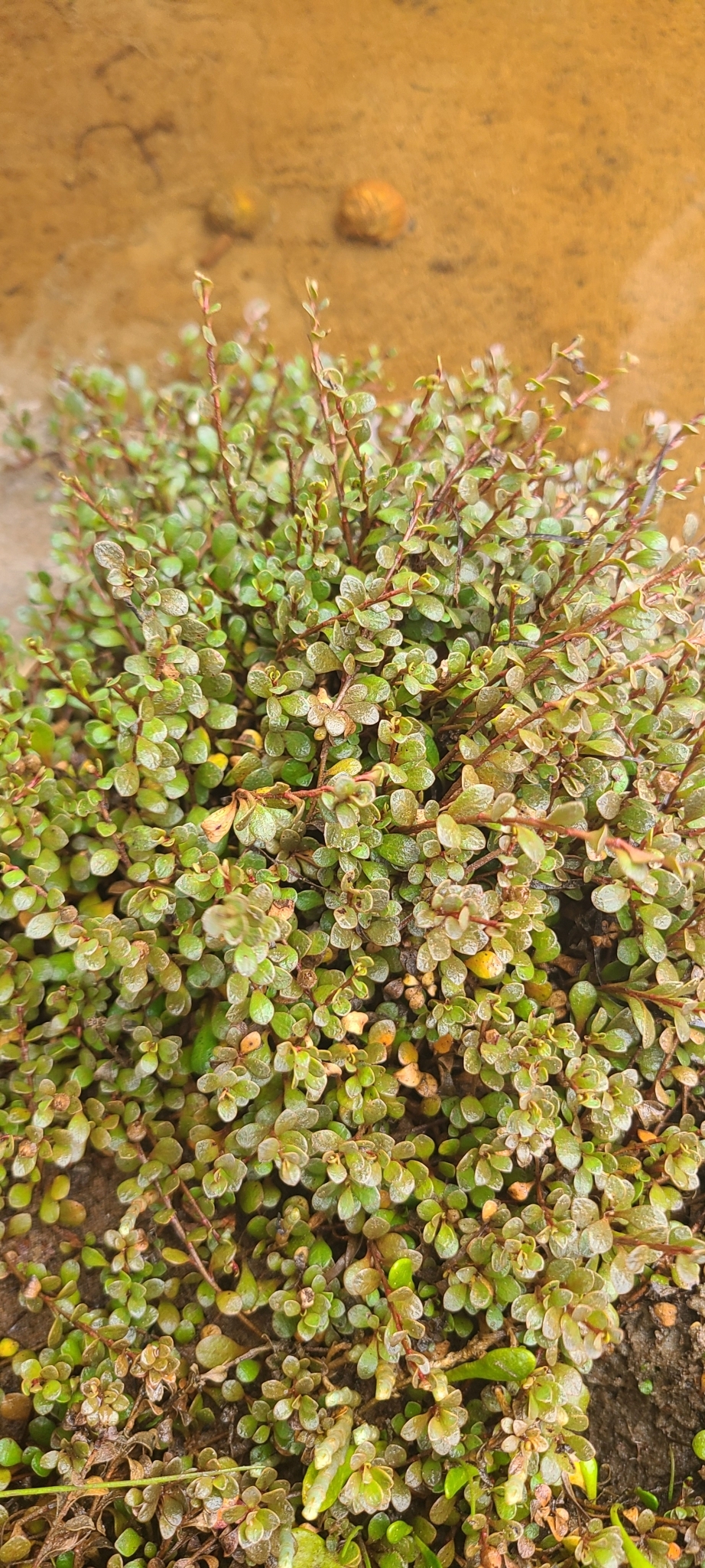 Samolus repens (J.R. & G.Forst.) Pers.