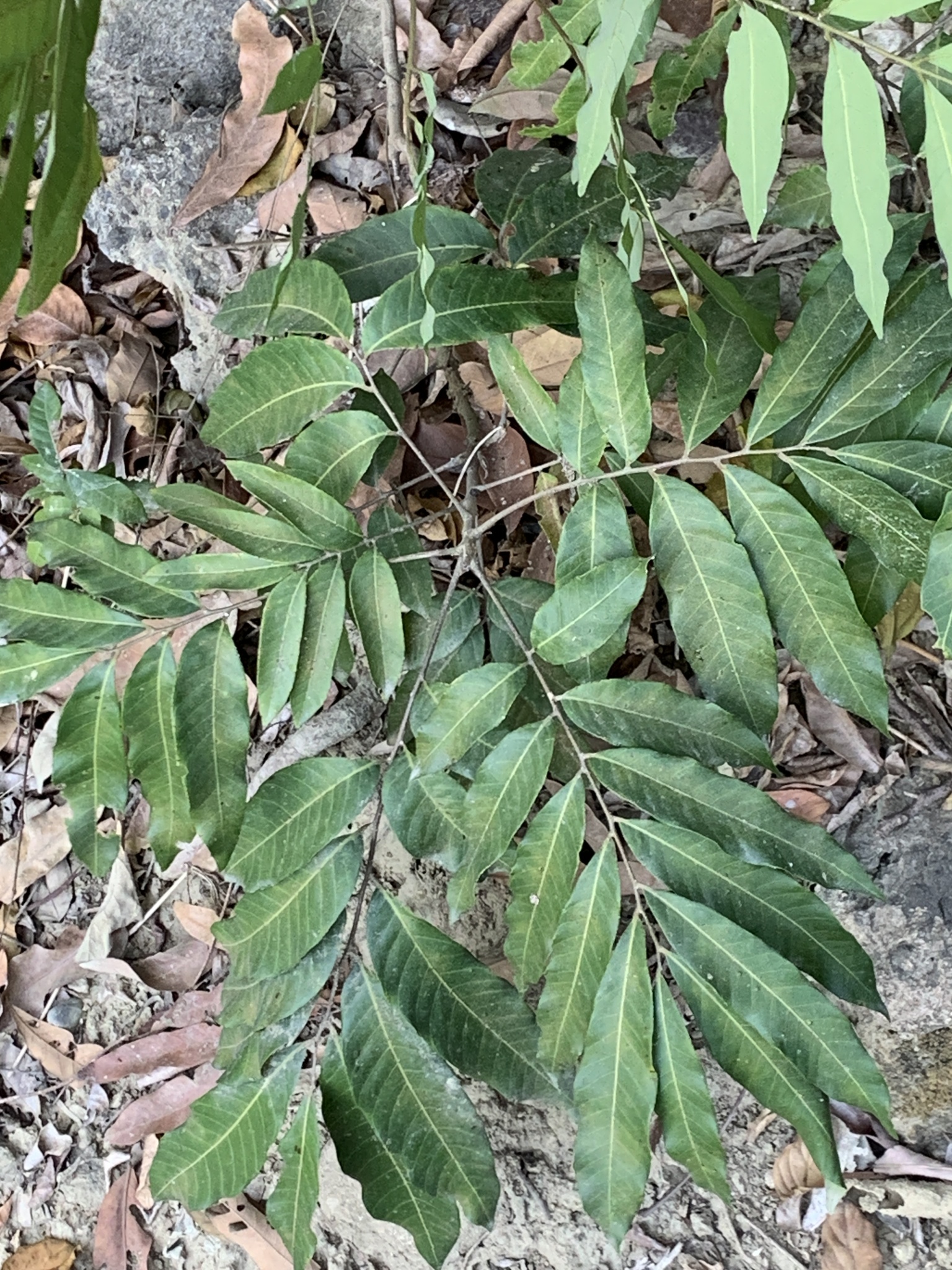 Dimocarpus longan Lour.