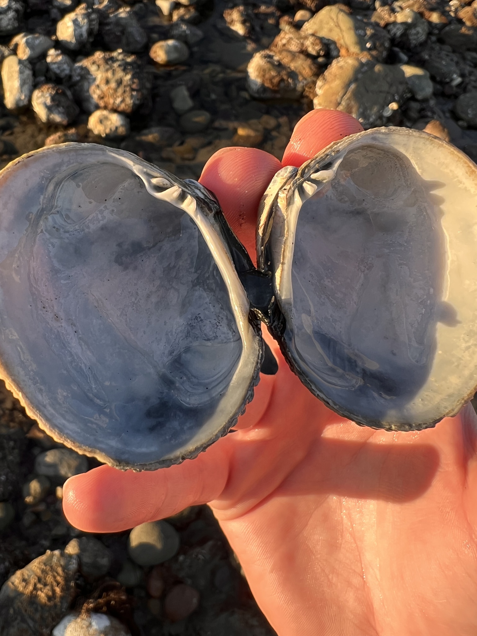 Leukoma staminea (Conrad, 1837)