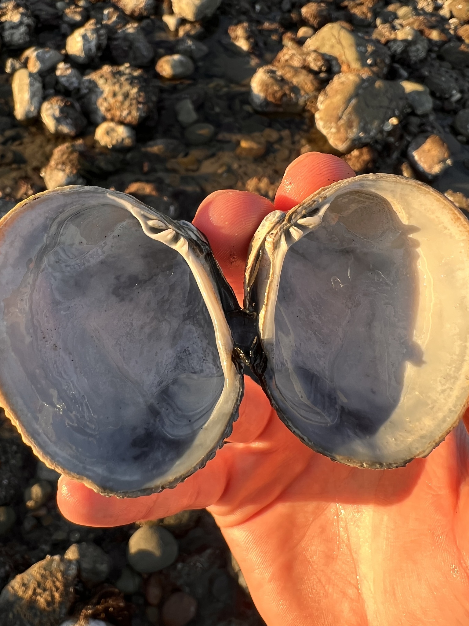 Leukoma staminea (Conrad, 1837)