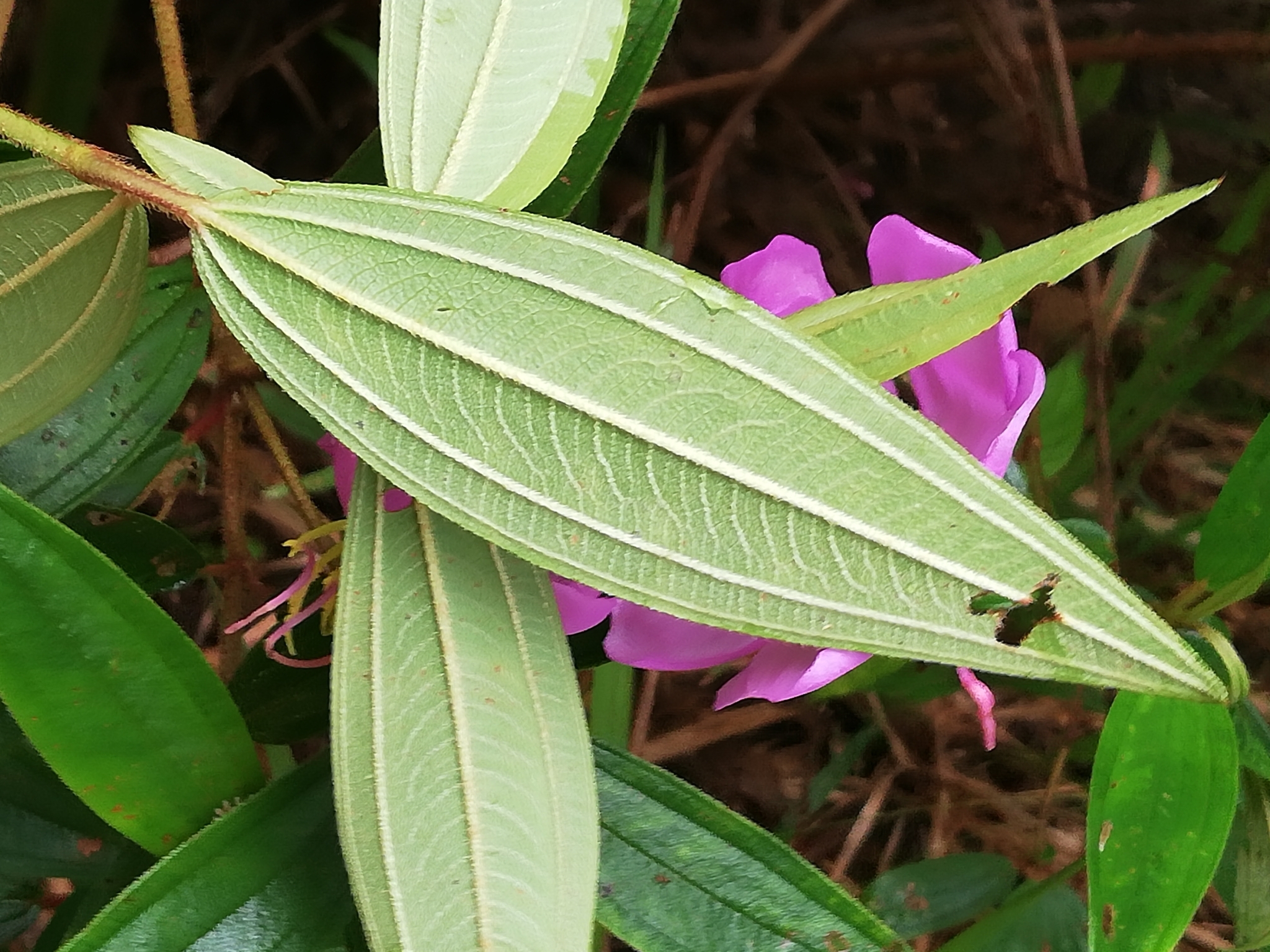 Melastoma malabathricum L.