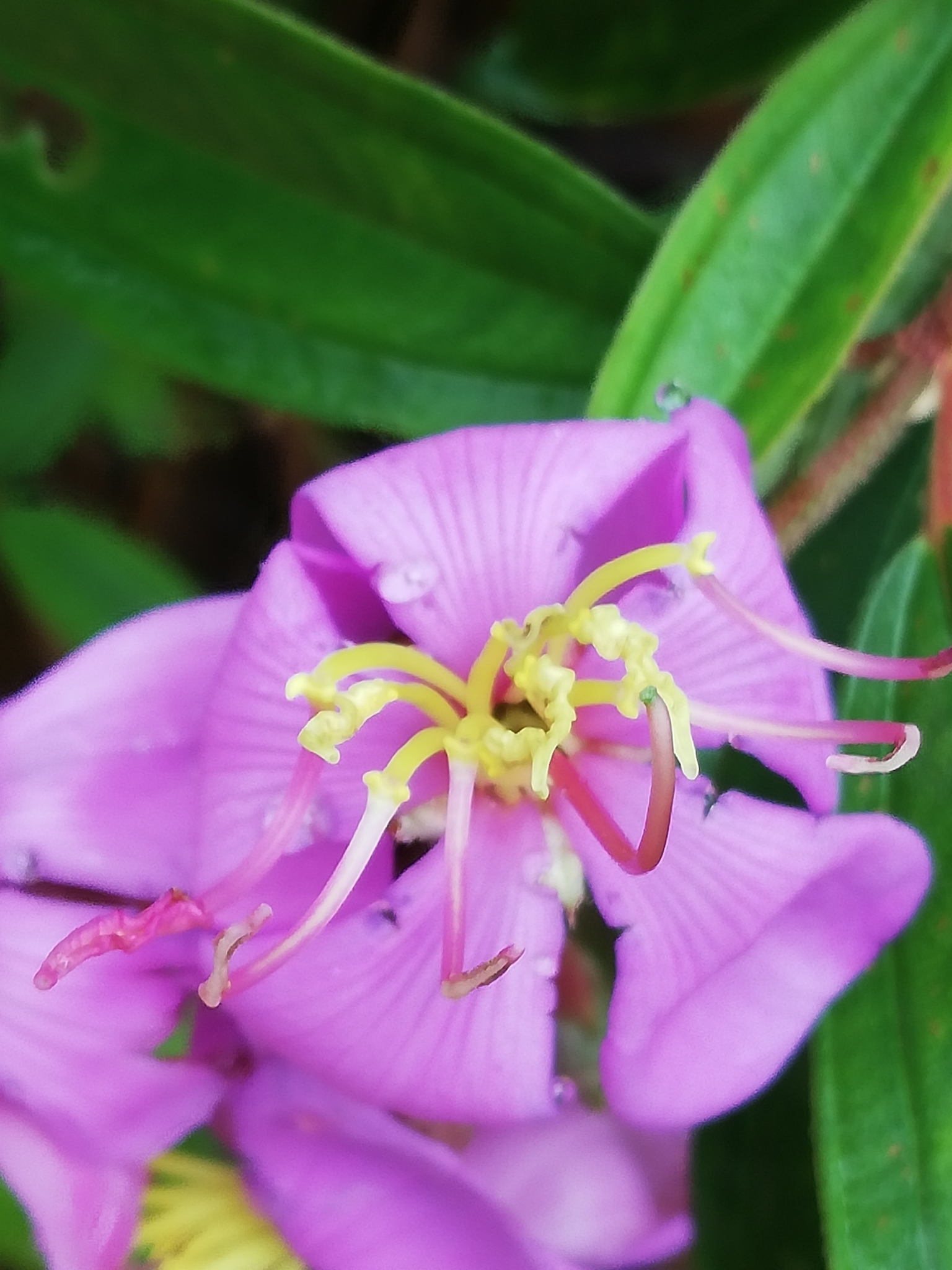 Melastoma malabathricum L.