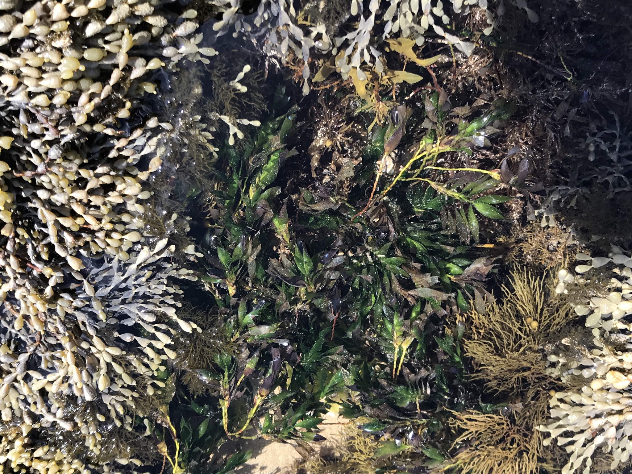 Amphibolis antarctica (Labill.) Asch.