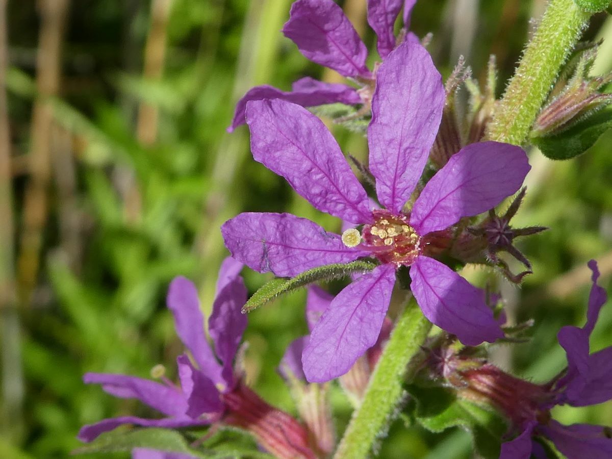 Lythrum salicaria L.