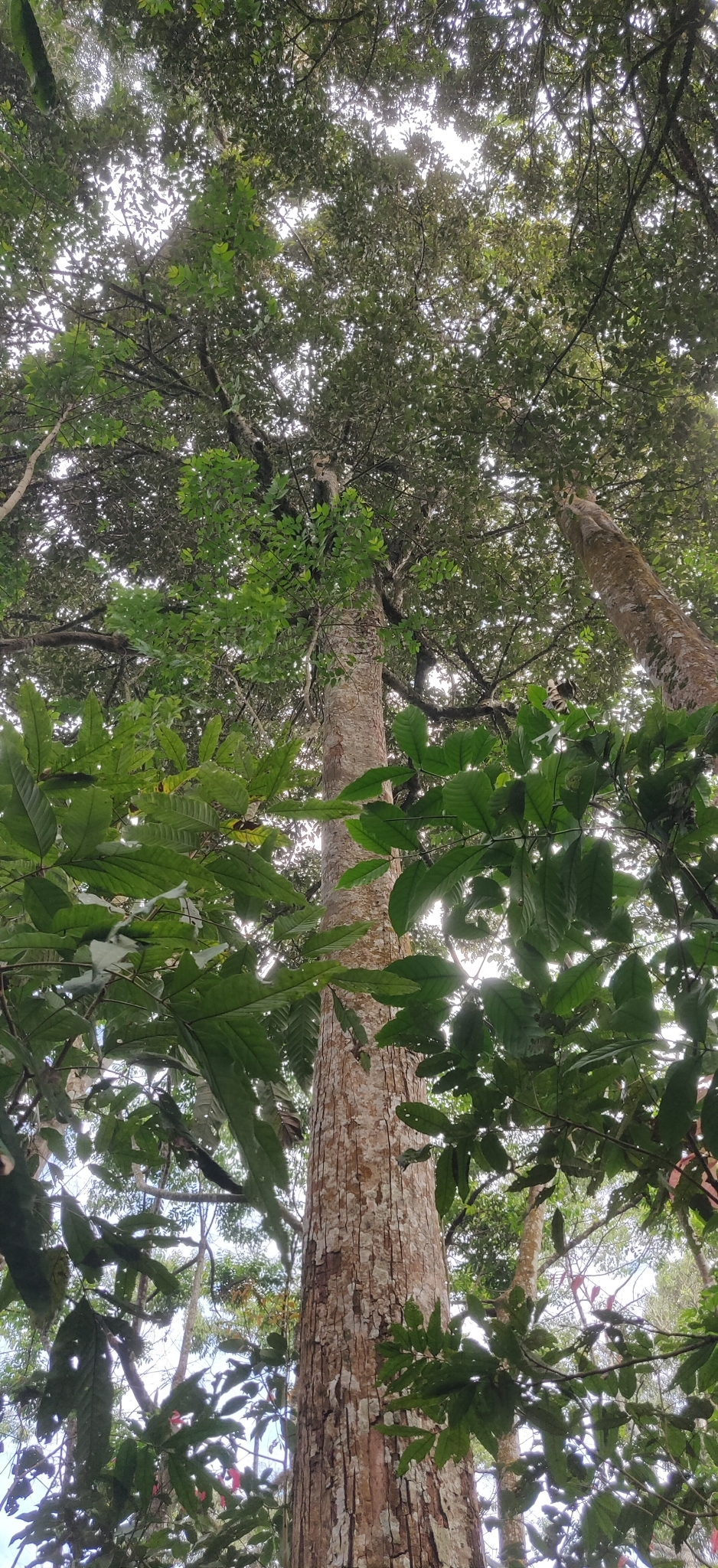 Cullenia exarillata A.Robyns