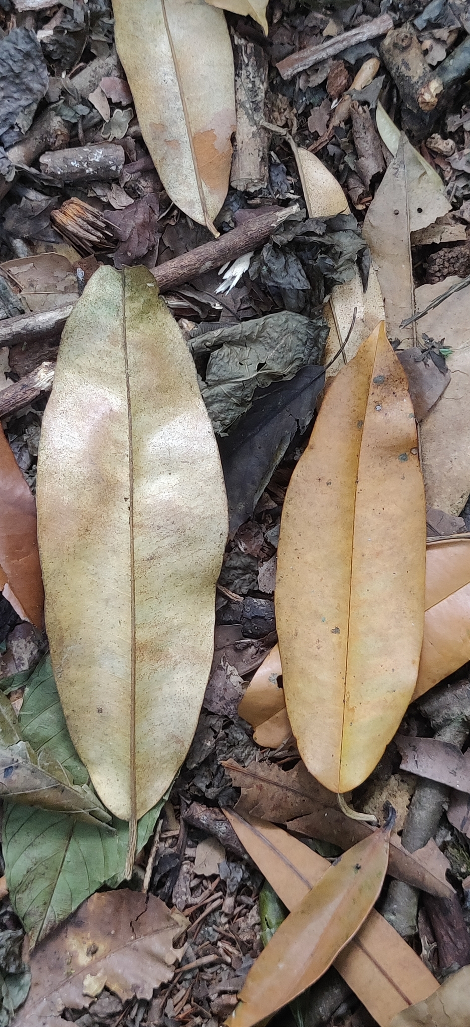 Cullenia exarillata A.Robyns