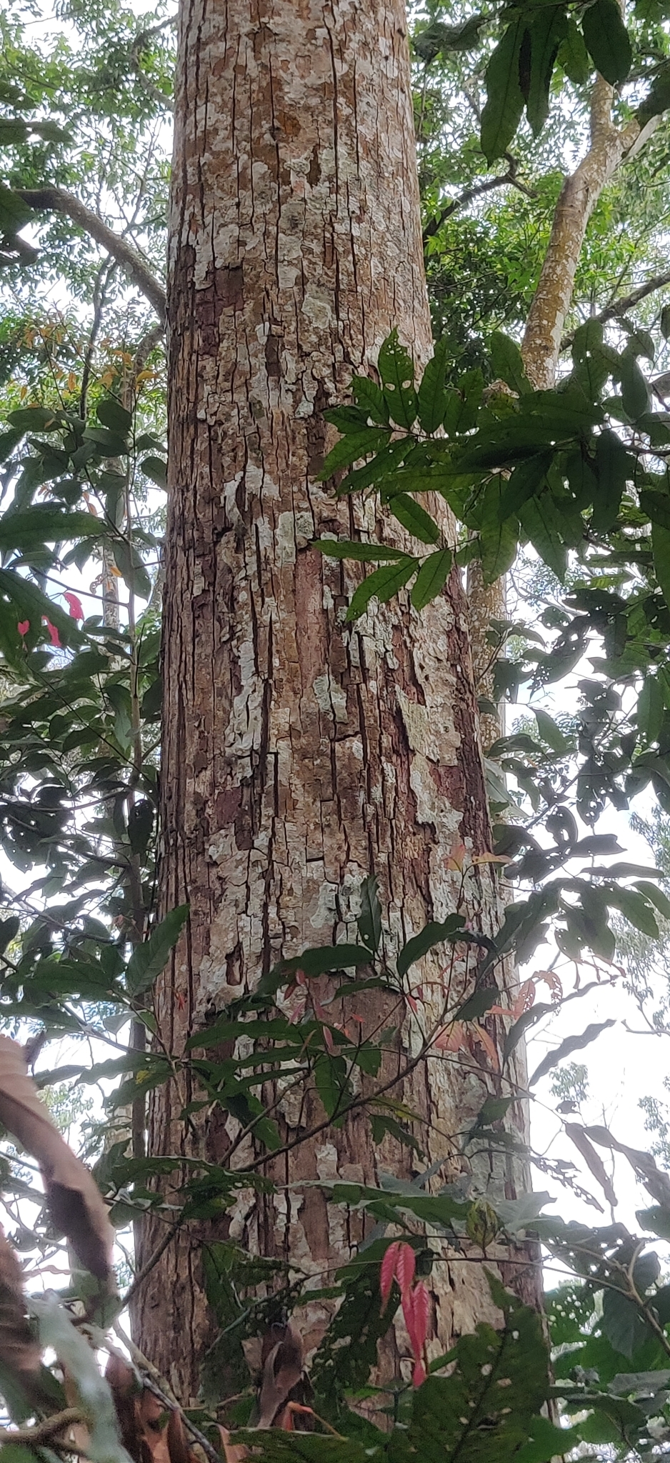 Cullenia exarillata A.Robyns