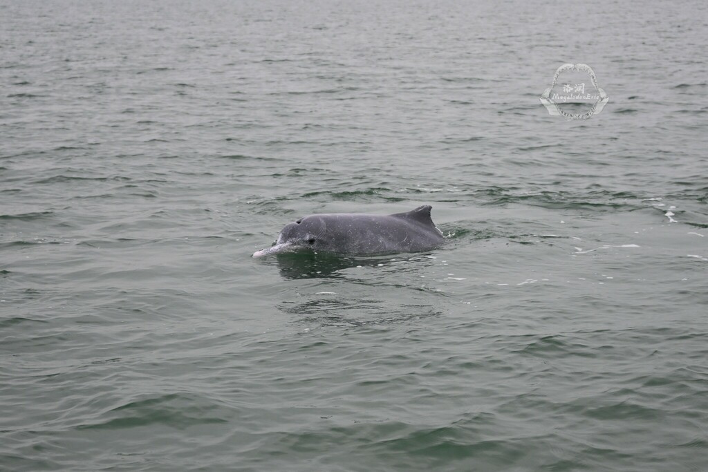Indo-Pacific Humpback Dolphin in January 2023 by Eric.L.Chen · iNaturalist