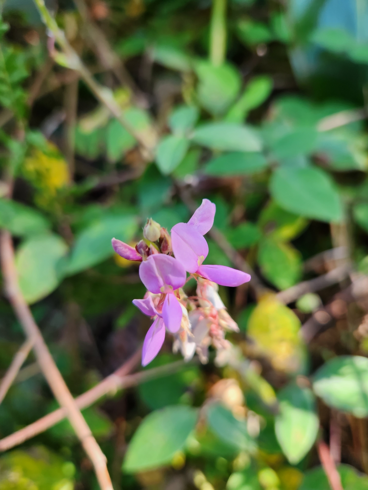 Desmodium incanum (Sw.) DC.