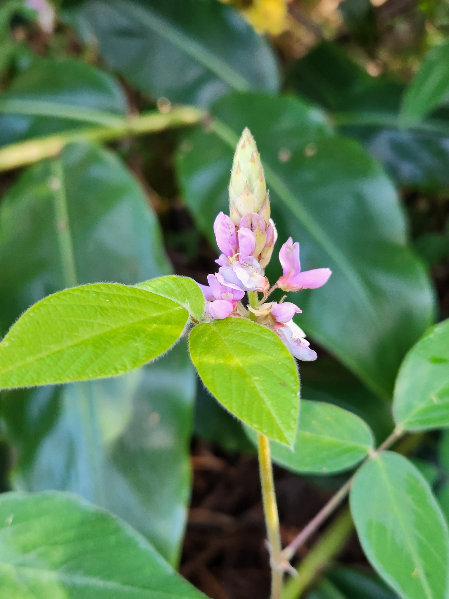 Desmodium incanum (Sw.) DC.