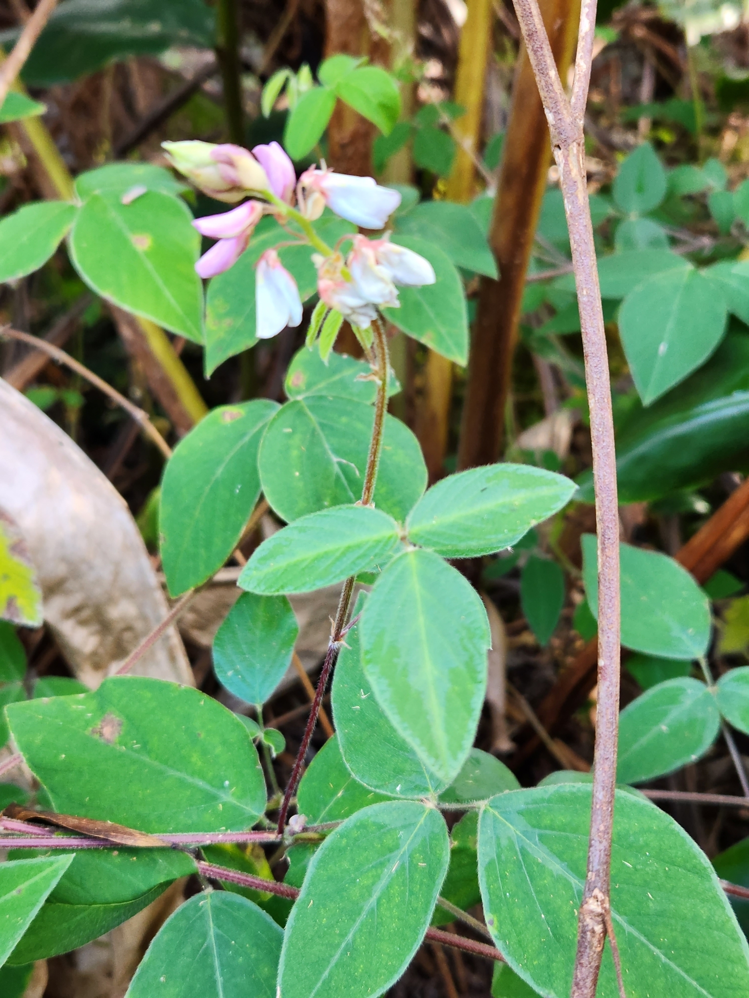 Desmodium incanum (Sw.) DC.
