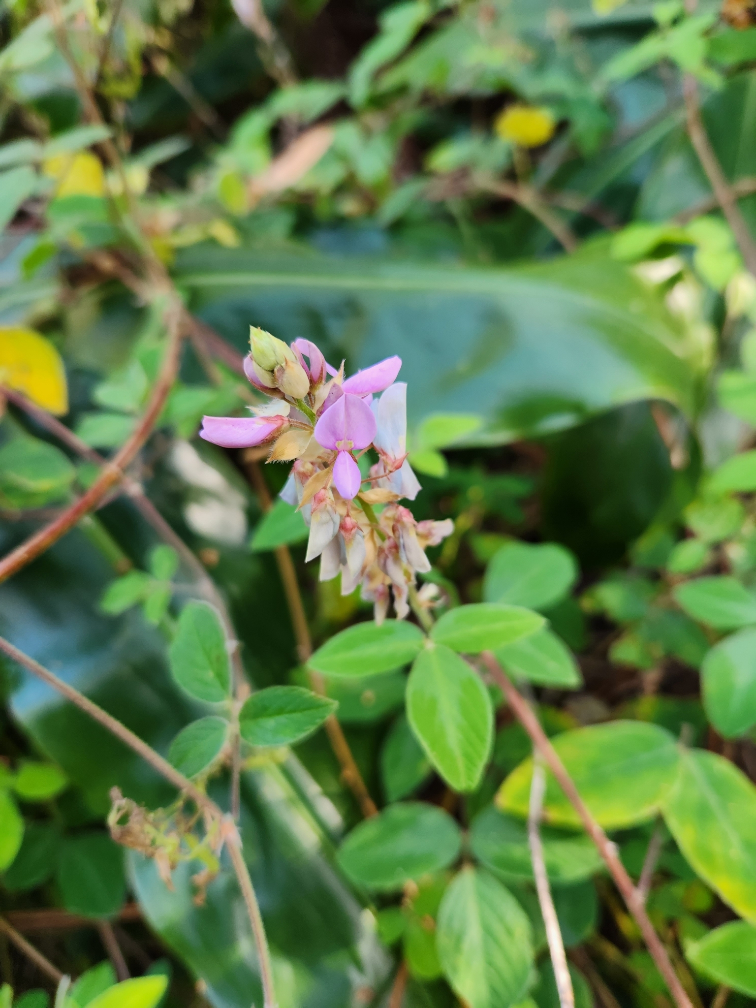 Desmodium incanum (Sw.) DC.