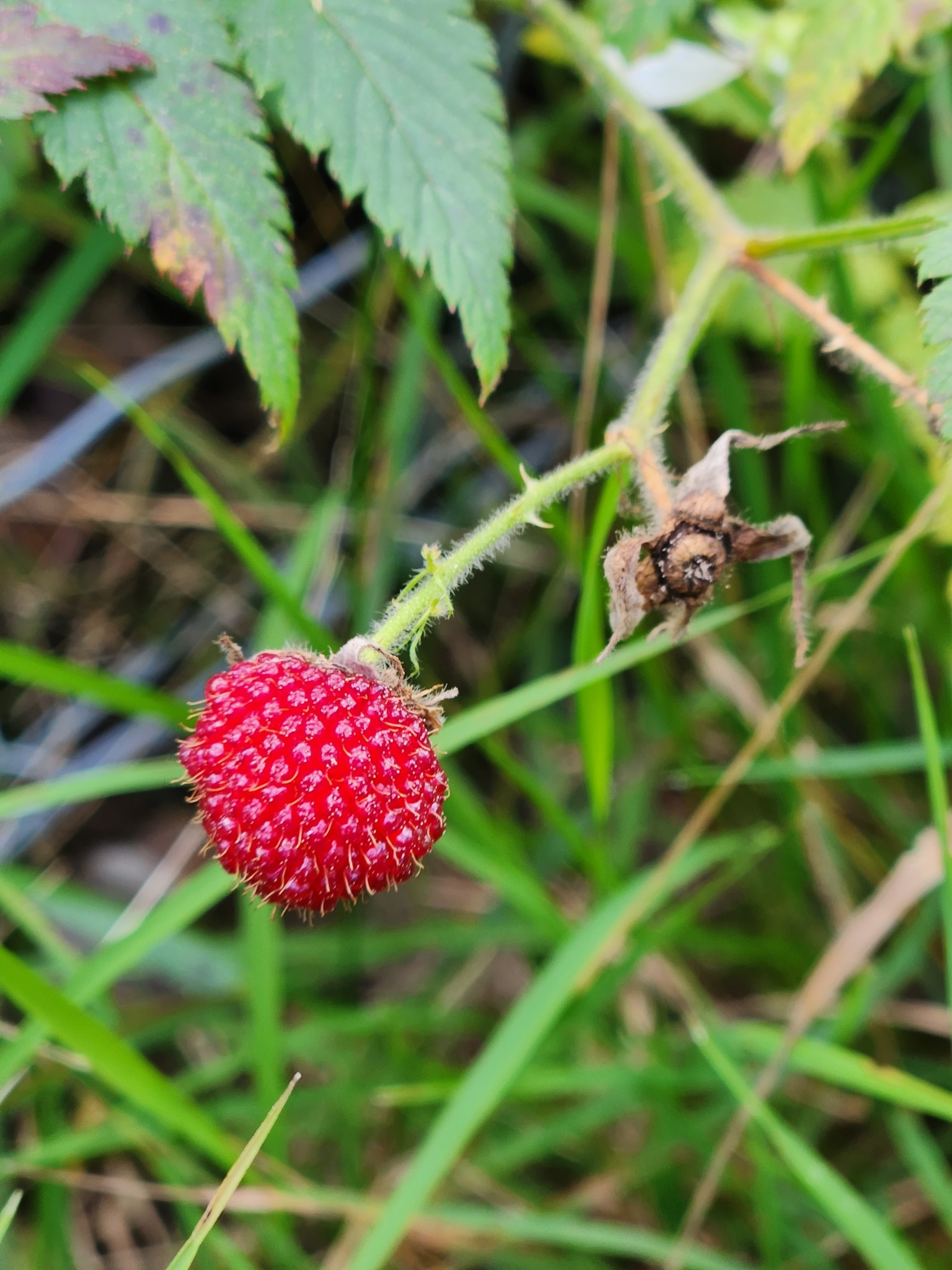 Rubus rosifolius Sm.