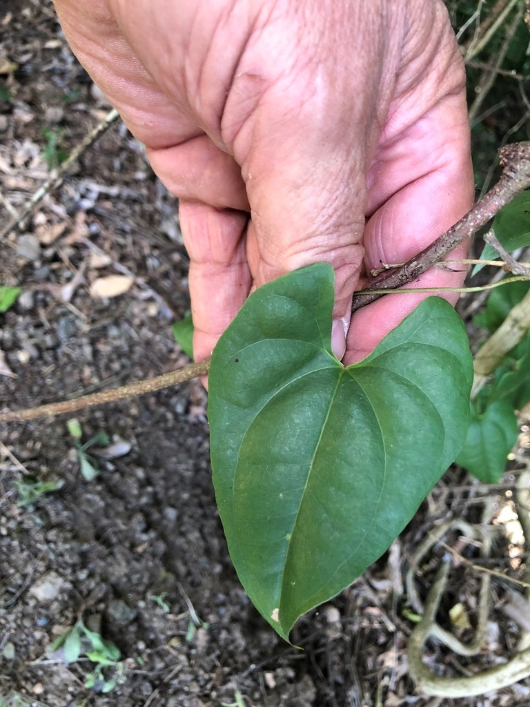 Common Yam Vine from Hazeldean QLD 4515, Australia on January 21, 2023 at 09:27 AM by Martin ...