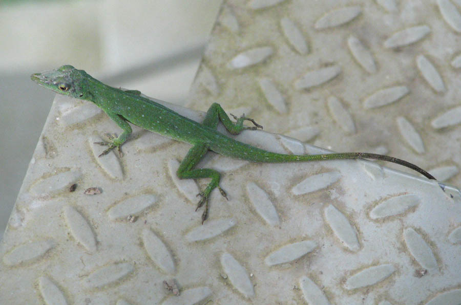 Amazon Green Anole from Cocha Camungo, Rio Madre de Dios, Manú Province ...