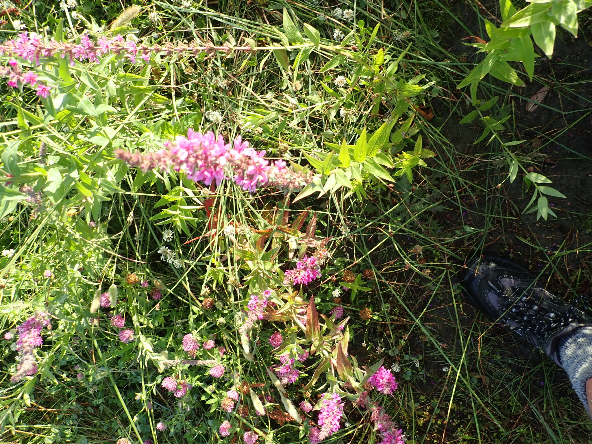 Lythrum salicaria L.