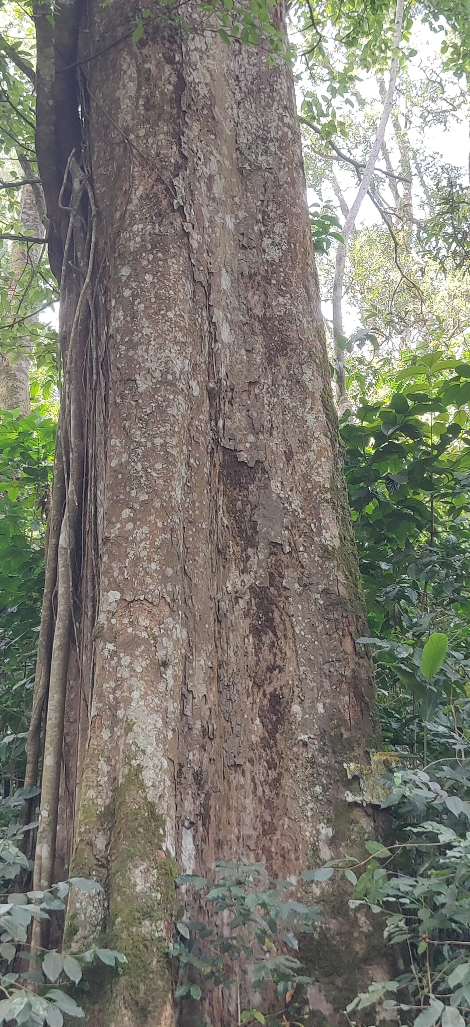 Cullenia exarillata A.Robyns