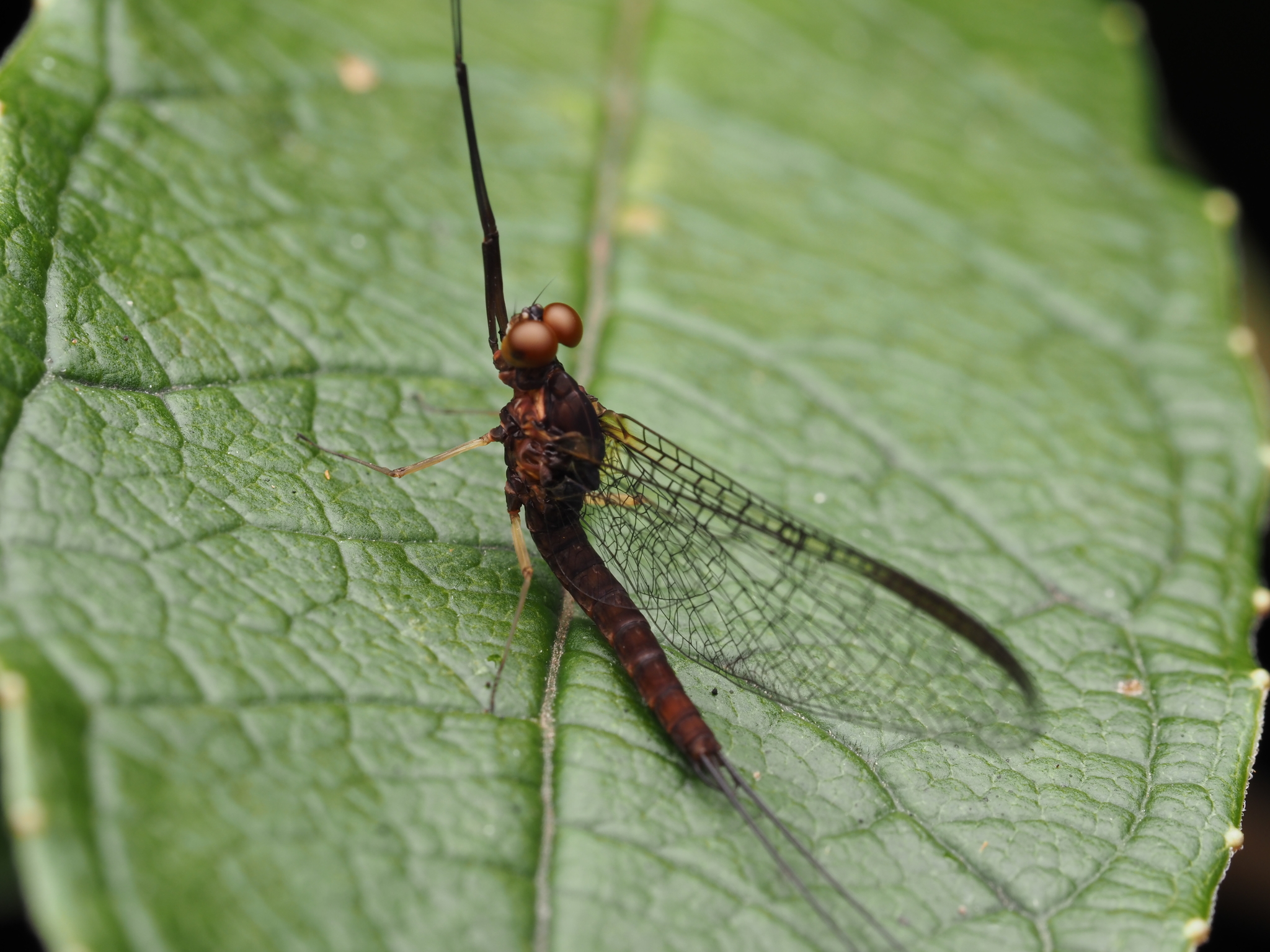 Ephemeroptera